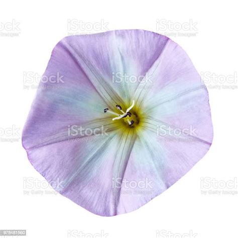 꽃 라일락 화이트 Calystegia 흰색 배경에 고립 클로즈업입니다 디자인의 요소입니다 0명에 대한 스톡 사진 및 기타 이미지