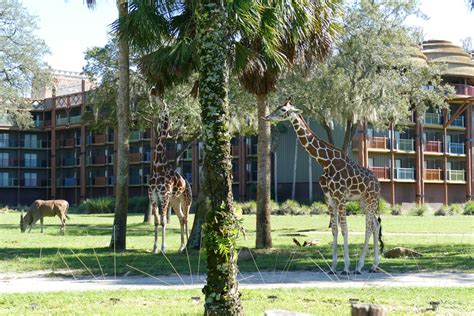 Resort Activities Guides Walt Disney World Touringplans Discussion