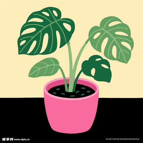 粉色花盆中的龟背竹植物设计图图片素材其他设计图库昵图网