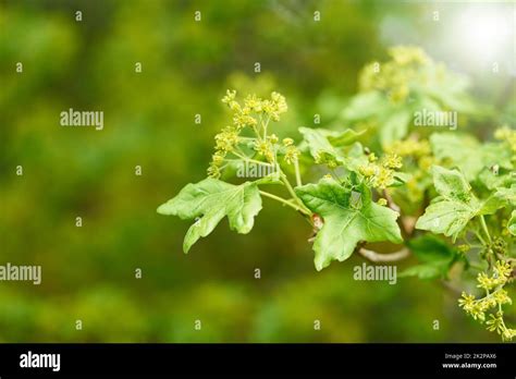 Flowering Field Maple Acer Campestre In Spring At Field Edge Stock