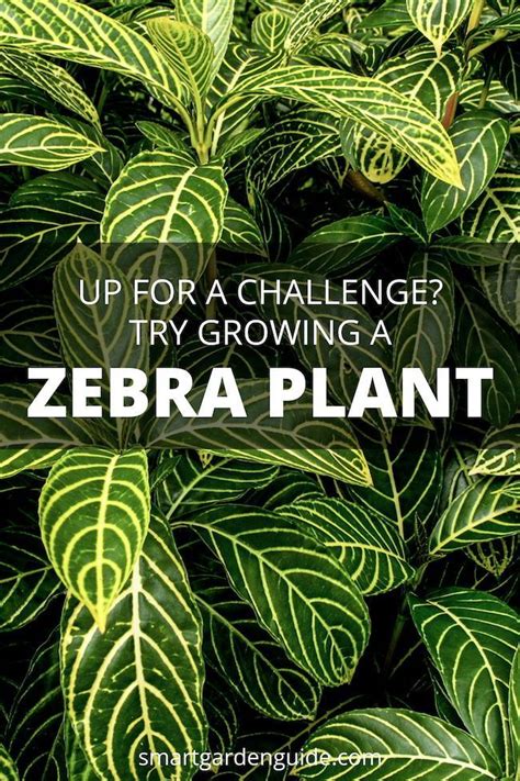 Peacock Plant Easy Care And Propagation Sprouts And Stems Artofit