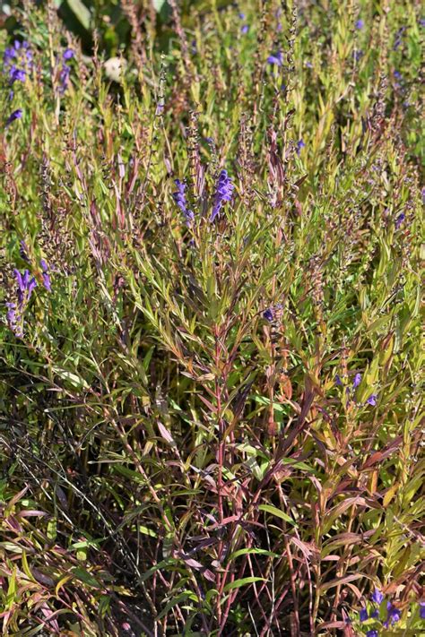 Scutellaria Scutellaria