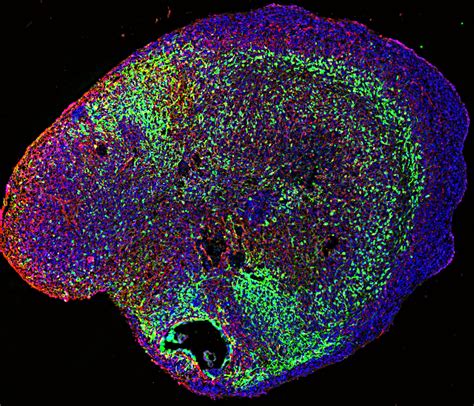 Chimeras — About Stem Cells