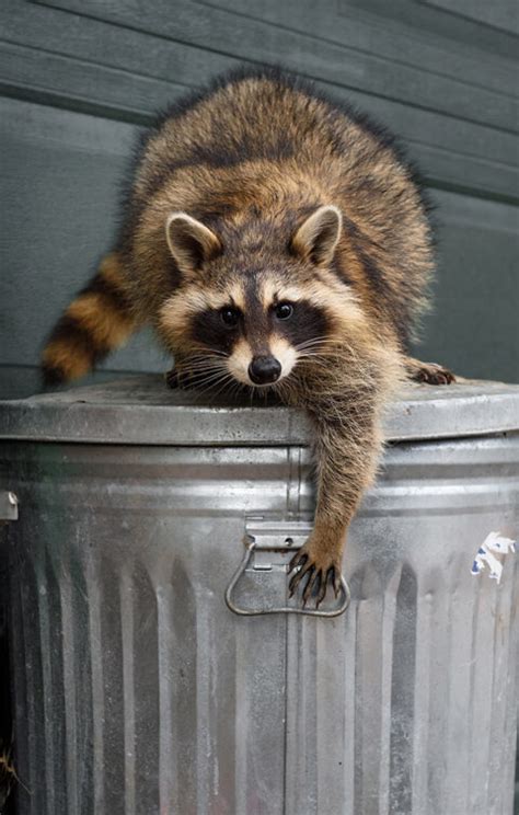 Wildlife Control Crown Pest Control