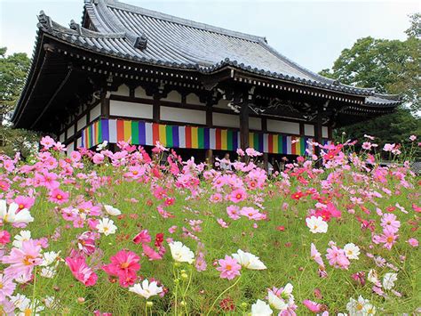 般若寺のコスモス 成和 公式サイト 大阪府高槻市羽曳野市奈良県の霊園墓地お墓