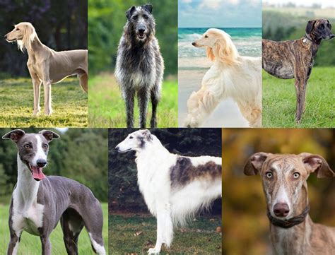Adoptar Galgos Paragalgoses Donde Adoptar Un Galgo