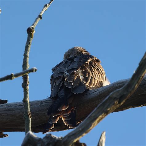 Robber Fly Vs Dragonfly R Wildlifephotography