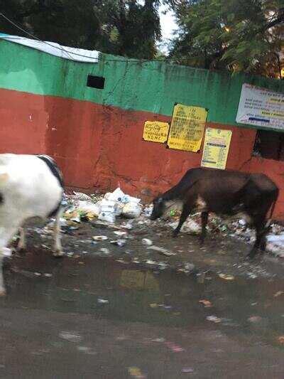 Cattle Menace Times Of India