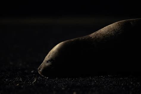 40 Increíbles Fotos De Avistamientos En La Patagonia Capturados Por La Mujer De Las Ballenas