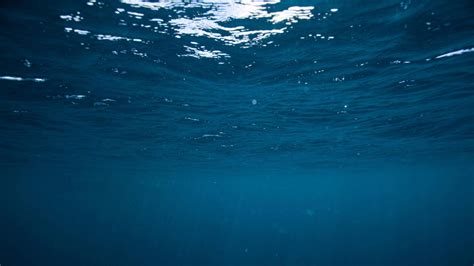 New Species Of Deep Sea Snailfish Discovered Off Japan Coast