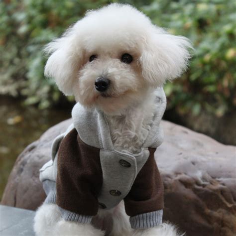 白色泰迪贵宾犬的价格（幼犬）