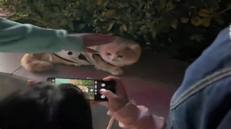 女子晚上散步时偶遇俩猫咪，猫咪任人抚摸真可爱， 猫：摸几下可以抱就不行