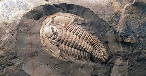 Giant Sea Monster Found