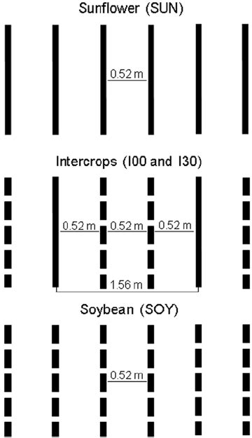 Intercrops And Sole Crops Row Arrangement Continuous Lines Represent