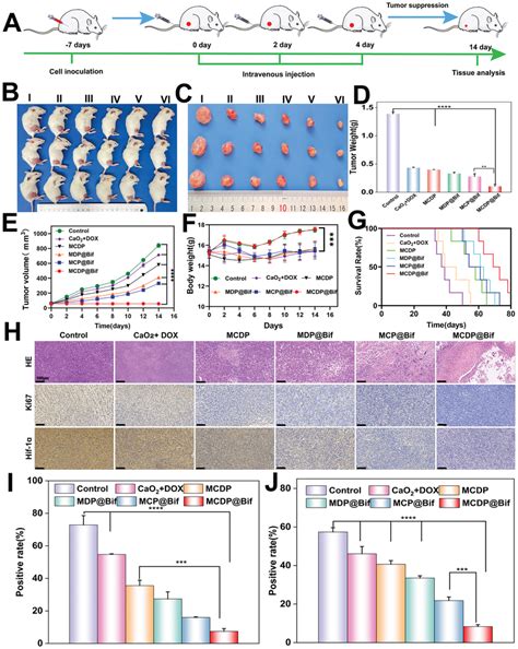 In Vivo Evaluation Of Antitumor Efficacy A A Schematic Diagram Of The
