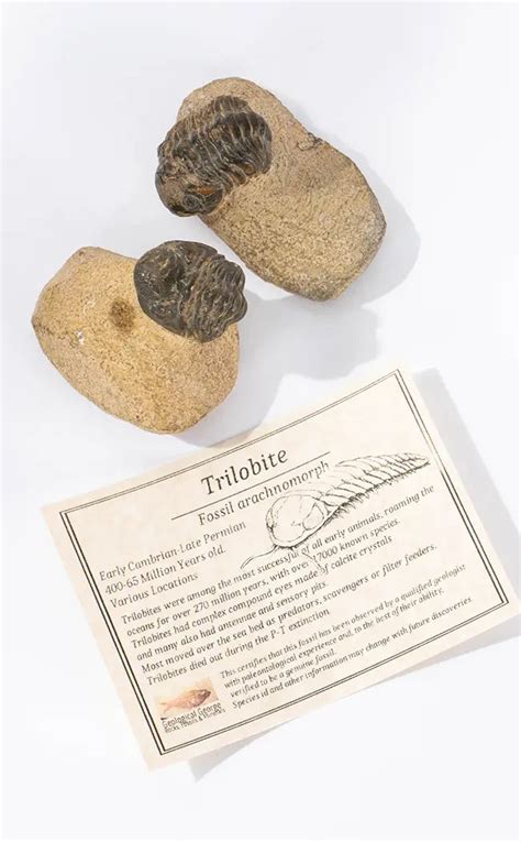 Trilobite Fossils Divination Tools Witchcraft Supplies