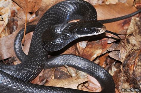 Coluber Constrictor Alchetron The Free Social Encyclopedia