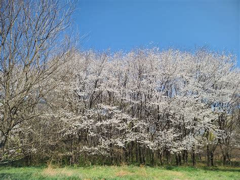 봄이오는 소리 소소한 발자국 자전거 타고 가는길 주변에 사람들이 몰려있는곳을 보았는데 출근길에 이런 아름다운 나무가