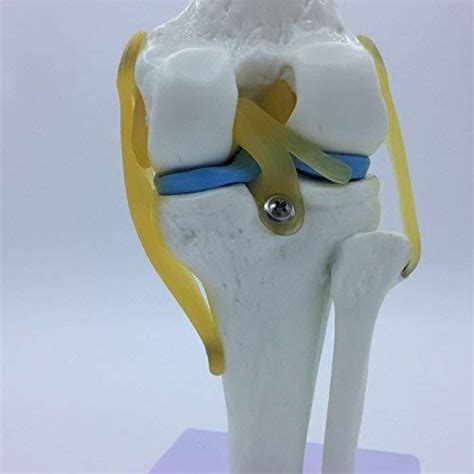 Life Size Human Knee Joint Simulation Model Medical Anatomy Buy Now With Express