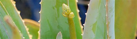 Propiedades Del Aloe Vera Aloesencial