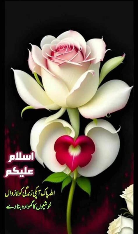Pin By Javed Mir Akhtar On Subah Bakhair Good Morning Flowers Quotes