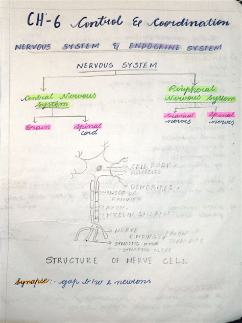 Biology Ch 6 Control And Coordination Running Notes Pdf Biology Plant Physiology