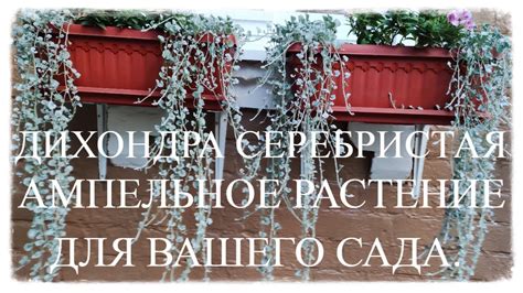 Супер ампельное растение украсит ваш сад. Дихондра серебристая. Не ...