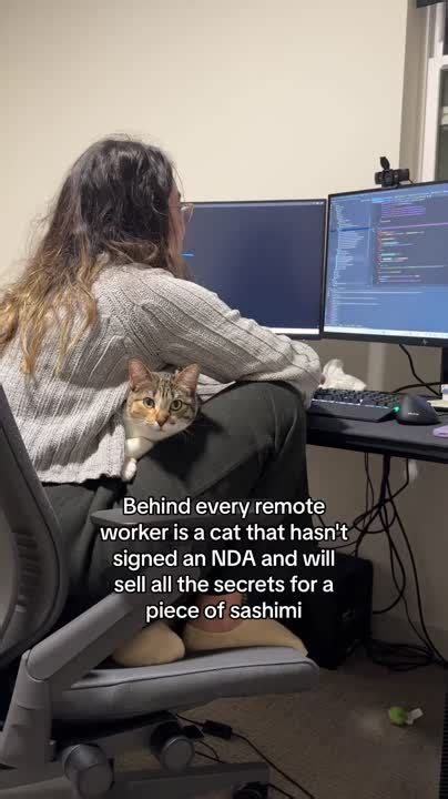 Saqib Iqbal On Linkedin Cats Office Devs Programmers Funny Corporatelife