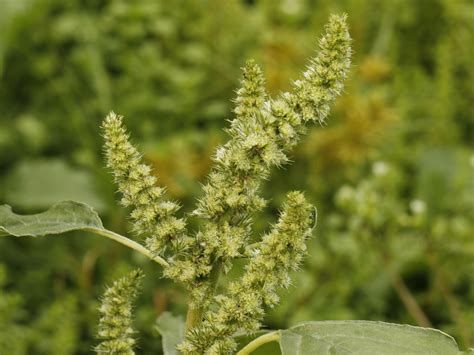 Amaranthus Retroflexus Redroot Amaranth Norfolk County … Flickr
