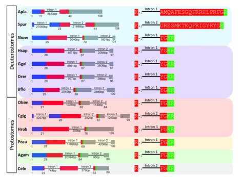Comparison Of The Exon Intron Structure Of Genes Encoding Echinoderm Download Scientific