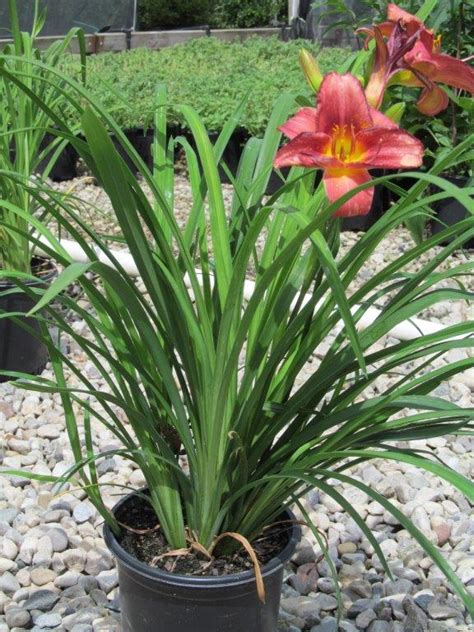 Rosy Returns Daylily Wilson Nurseries
