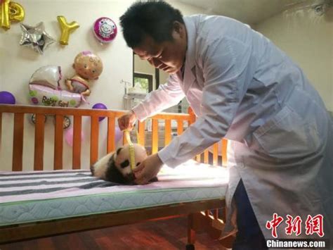 大熊貓保護研究中心上海基地誕生的首隻熊貓寶寶雙滿月 每日頭條