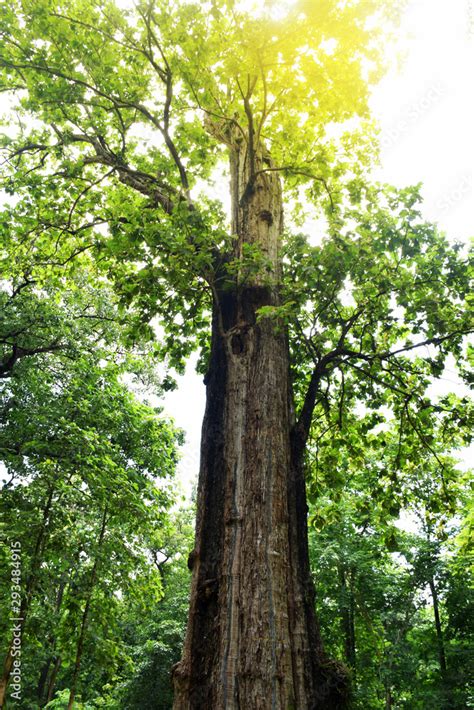 About Teak Tree