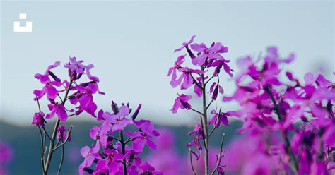 山々を背景にした紫色の花畑の写真 Unsplashの喀纳斯景区の無料画像