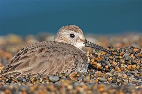 Bird Dunlin Ornithology Free Photo On Pixabay
