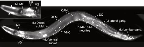 6 Fluorescence Image Of The C Elegans Nervous System Expressing The