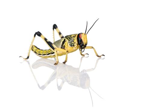 Premium Photo Larva Of Desert Locust Schistocerca Gregaria