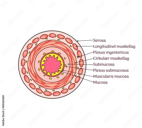 Layers Of Gi Tissue Slice Anatomy Vector Illustration With Labels Stock Vector Adobe Stock