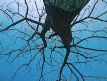 Upside Down Stock Image Image Of Contemplate Green Content 1856045