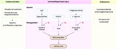 Cardiopulmonary Bypass Cpb Mediated Inflammation Atp Adenosine