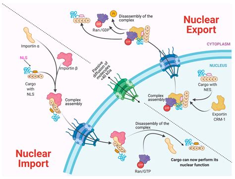 Bidirectional Nucleus Cytoplasm Transport In The Classical Pathway Of Download Scientific
