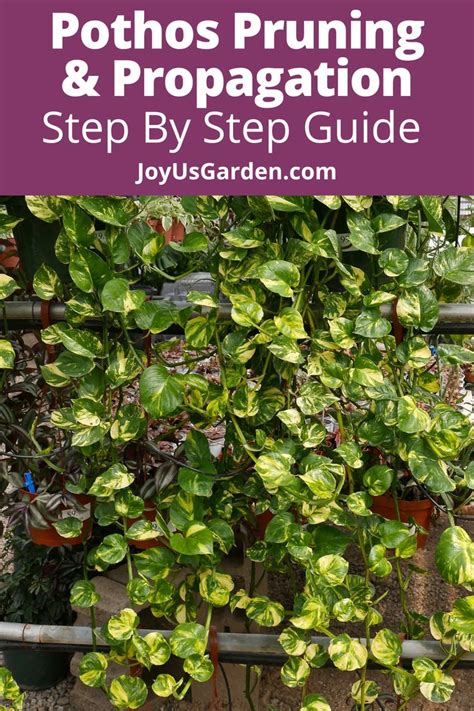 Pothos Pruning And Propagation Step By Step Guide