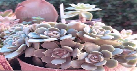 Tips For Keeping Your Echeveria Succulent Happy