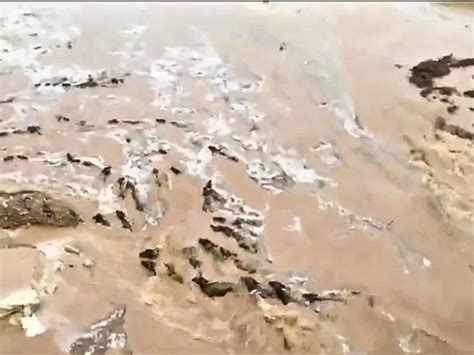 Video Scores Of Cattle Wash Away In Telangana River