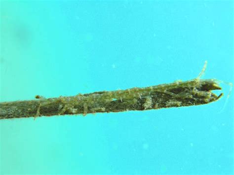 オオワレカラ 浜名湖 写真ダイビング クラブ