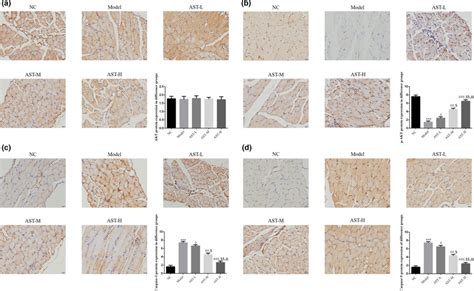 Ihc Assay Of The Relative Protein Expression In The Diaphragm Tissues