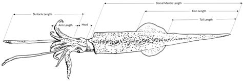 Measurement Dimension Details For Morphometric Traits Used In This