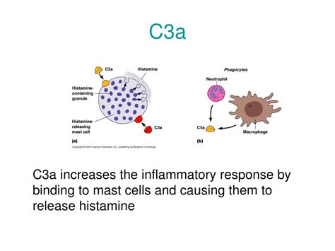 Ppt The Complement System Powerpoint Presentation Free Download Id