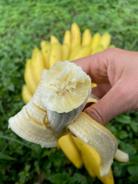 Gros Michel Banana Big Mike Pre Order Miami Fruit