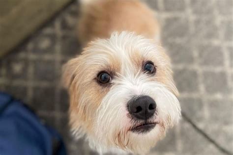 Beagle Poodle Mix A Dog That Will Melt Your Heart